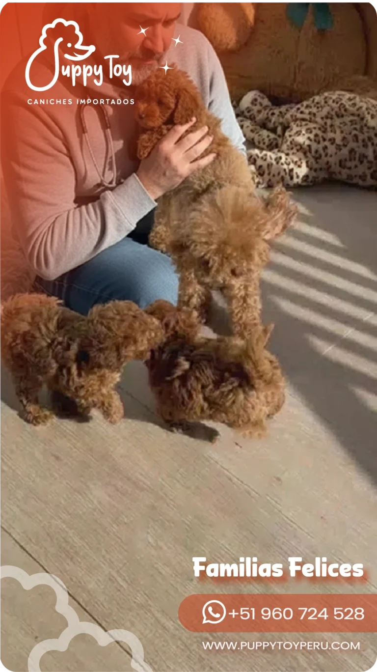 MINI TOY – PUPPY TOY PERÚ